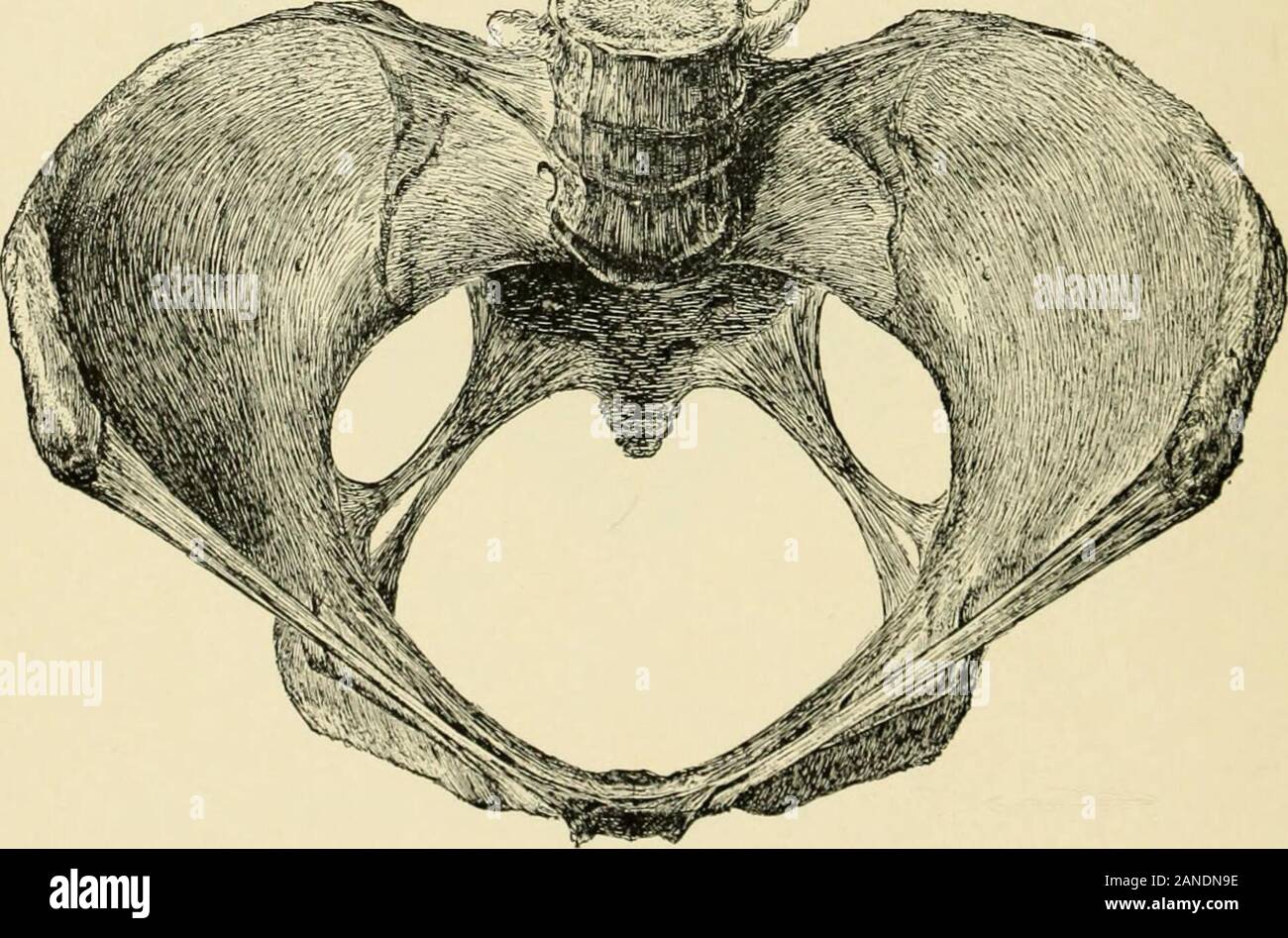 A textbook of obstetrics . 4E Fig. 14.—Plane of pelvic contraction: a ...