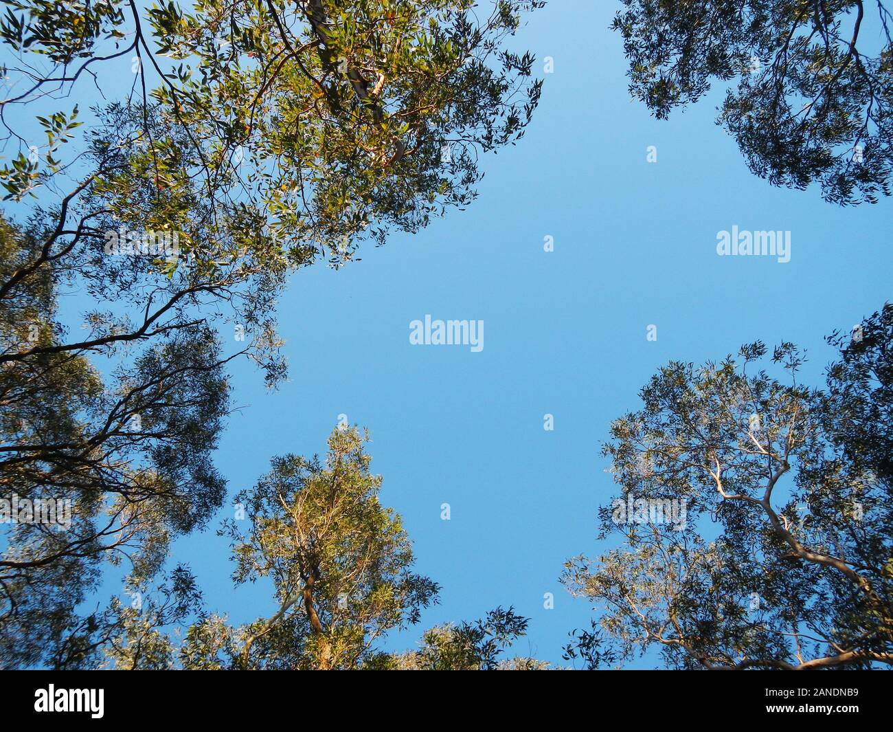 Tree canopy blue sky background Stock Photo - Alamy