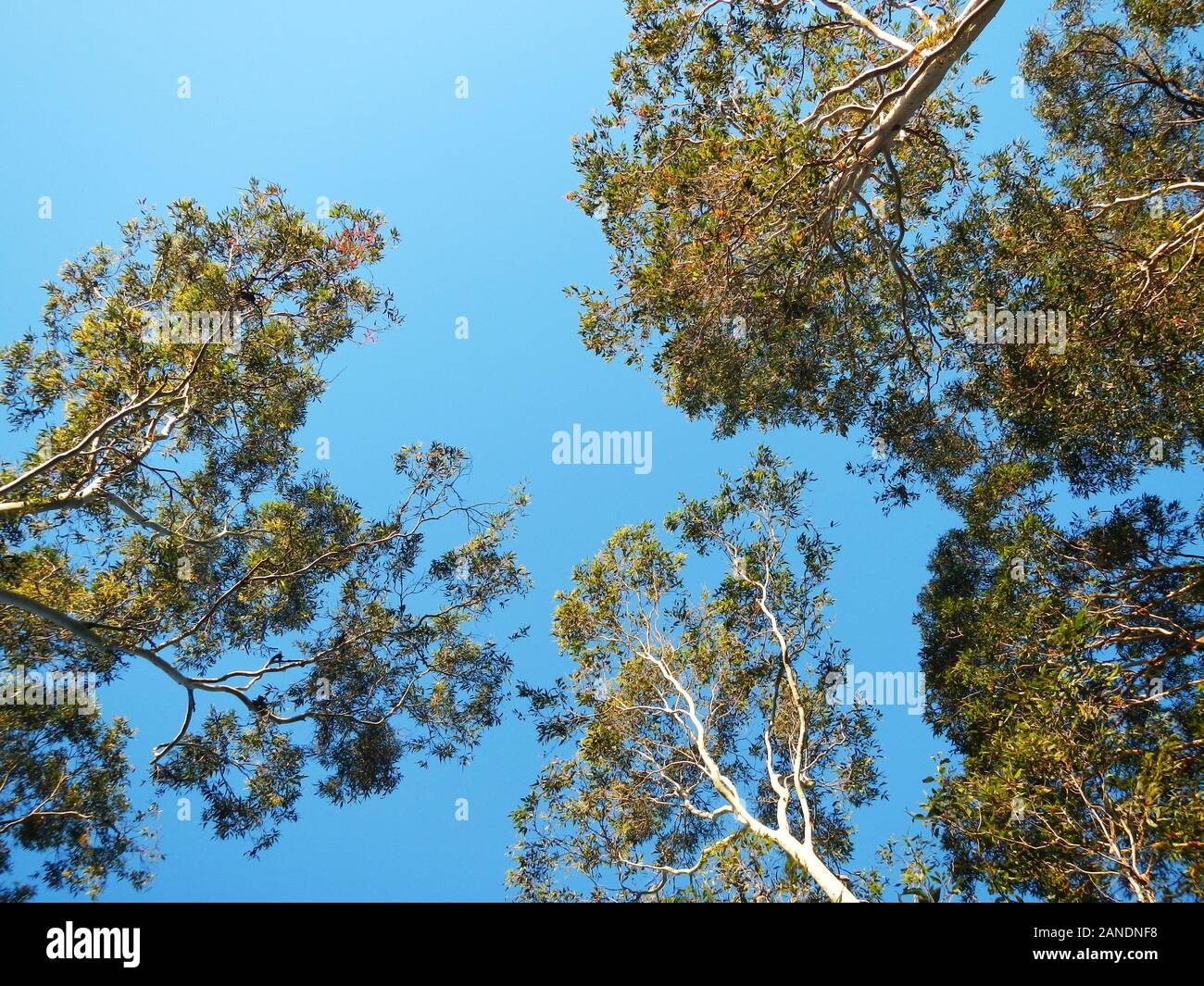 Canopy of tree hi-res stock photography and images - Alamy