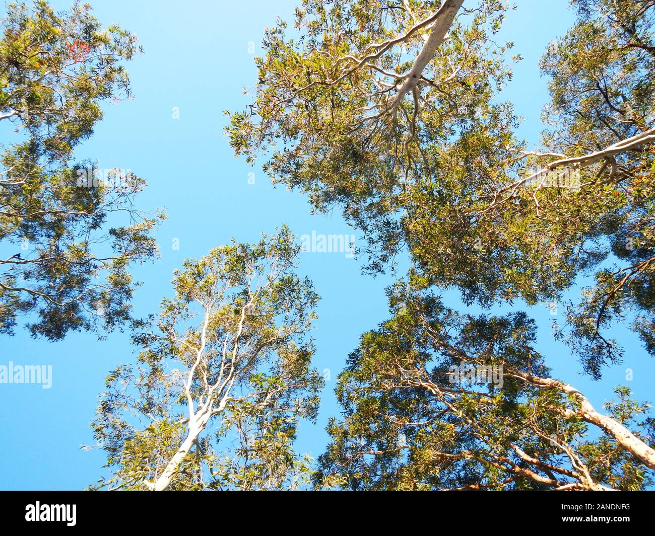 Tree canopy pattern hi-res stock photography and images - Alamy
