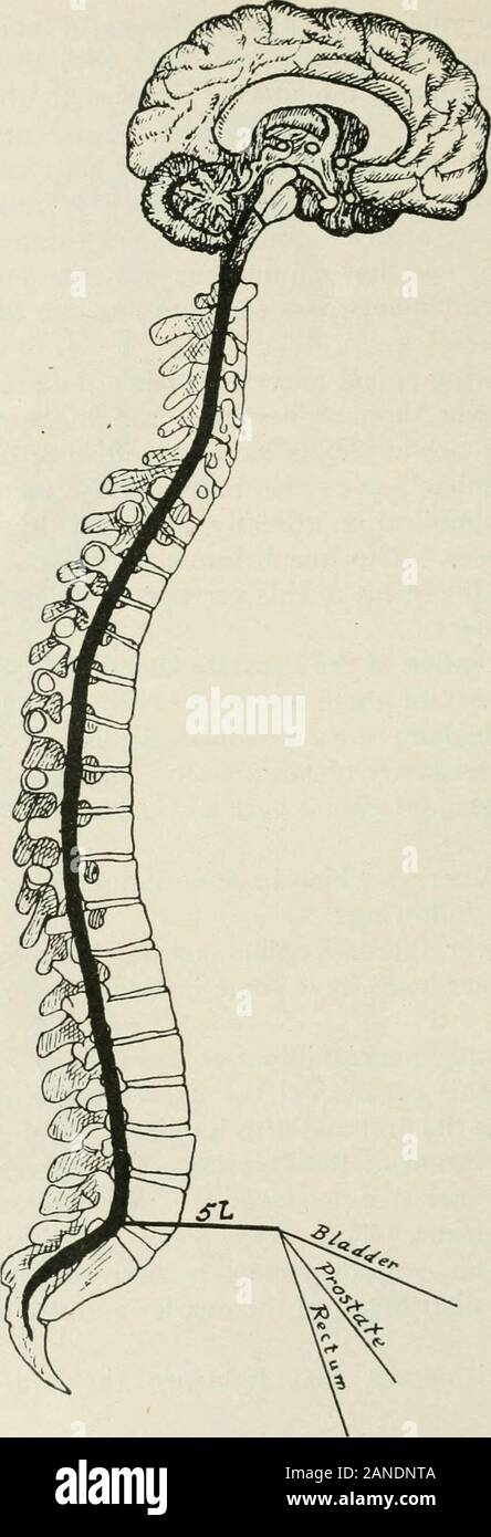 Prostategland hi-res stock photography and images - Alamy