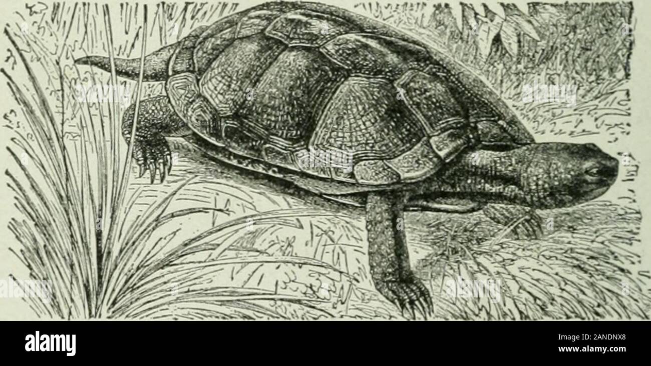 Study turtle shells hi-res stock photography and images - Alamy