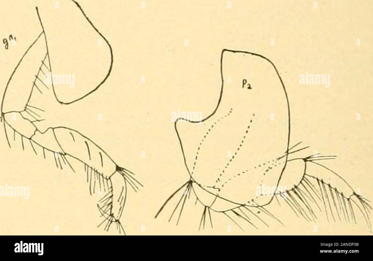 Postero lateral hi-res stock photography and images - Alamy