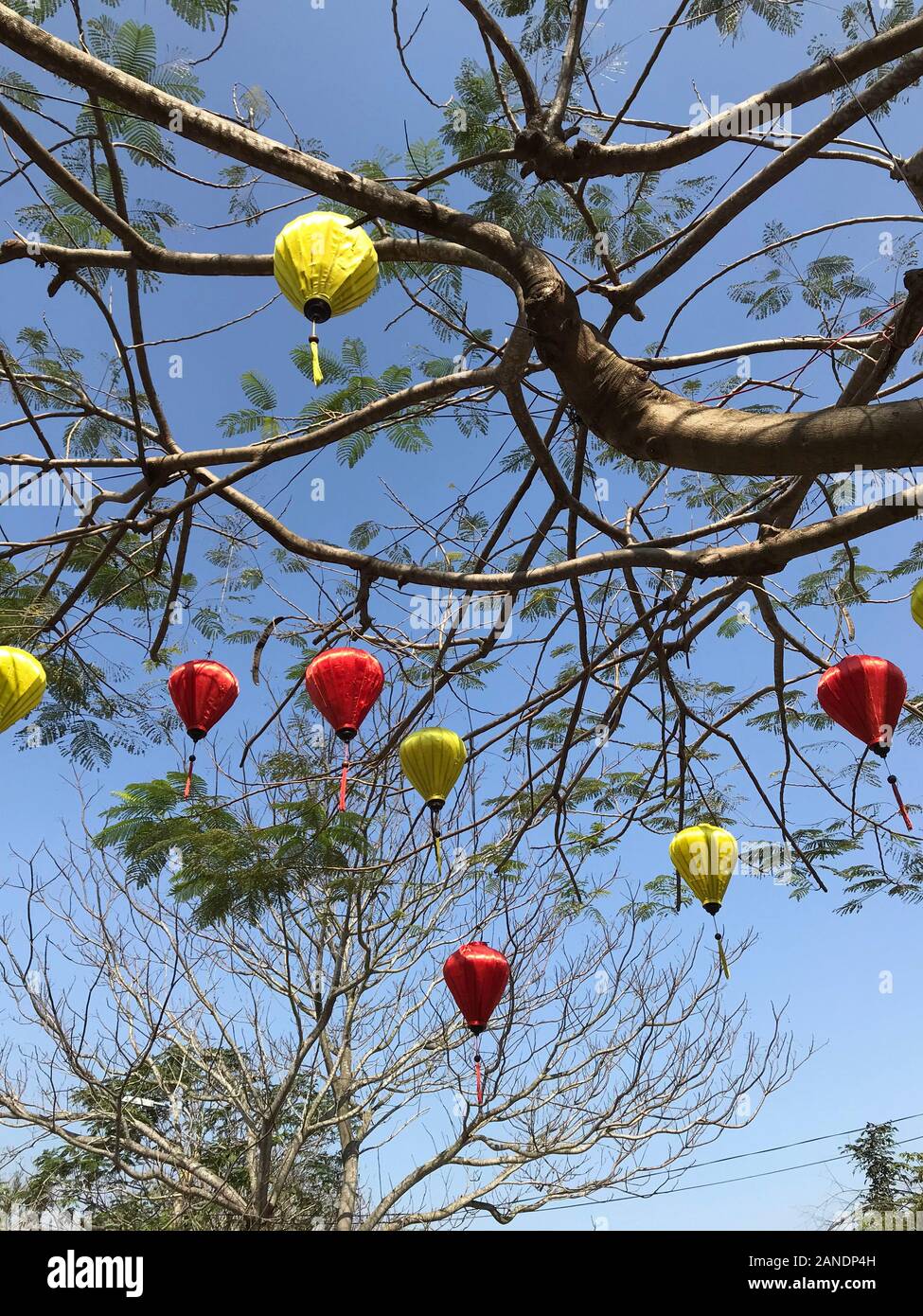 Lanterns in tree background photo Stock Photo - Alamy