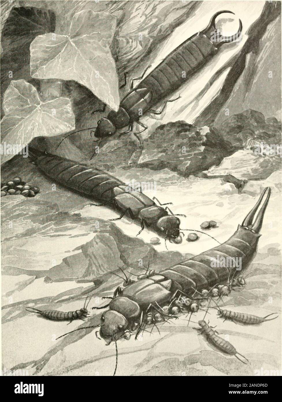 Earwig Eggs High Resolution Stock Photography and Images - Alamy