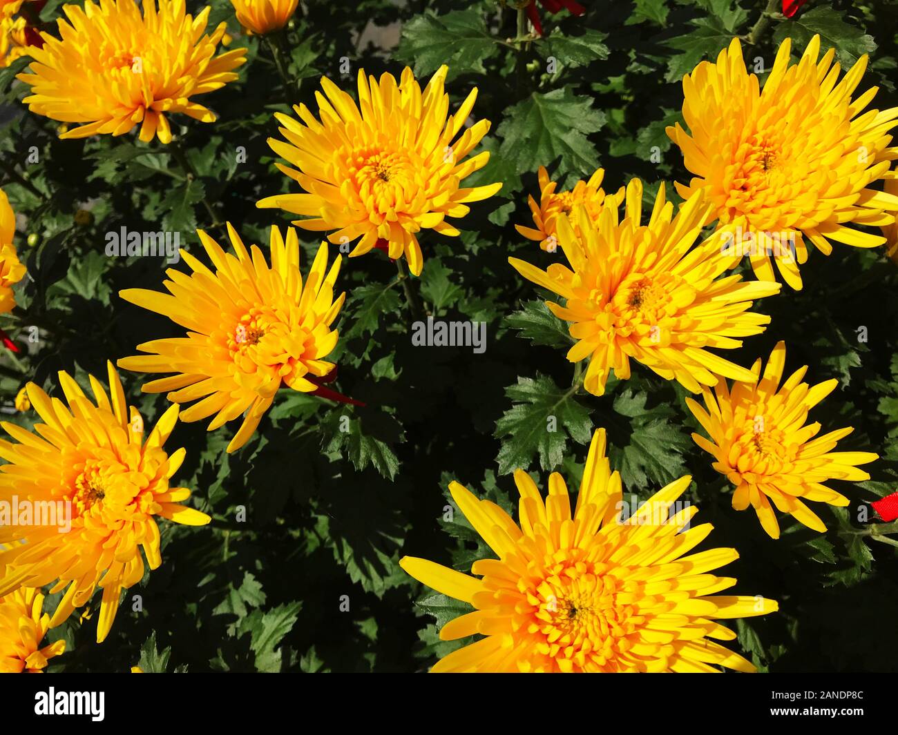 Vietnam tet tree hi-res stock photography and images - Alamy