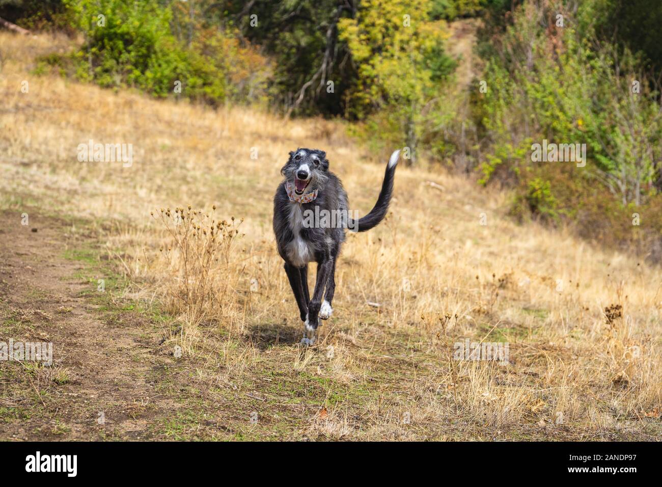 Silken Windhound High Resolution Stock Photography and Images - Alamy