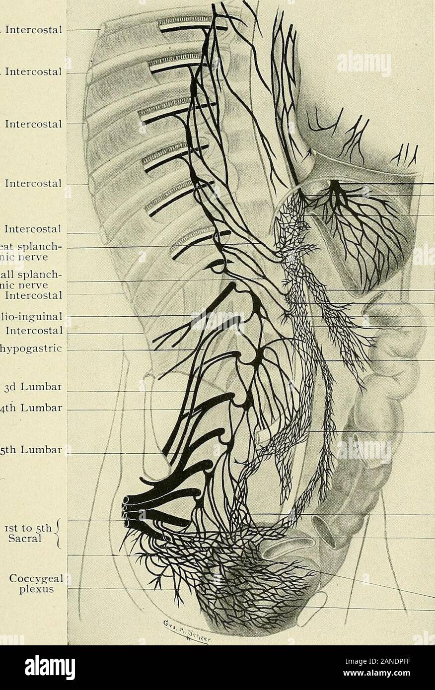 A text-book of clinical anatomy : for students and practitioners . the ...