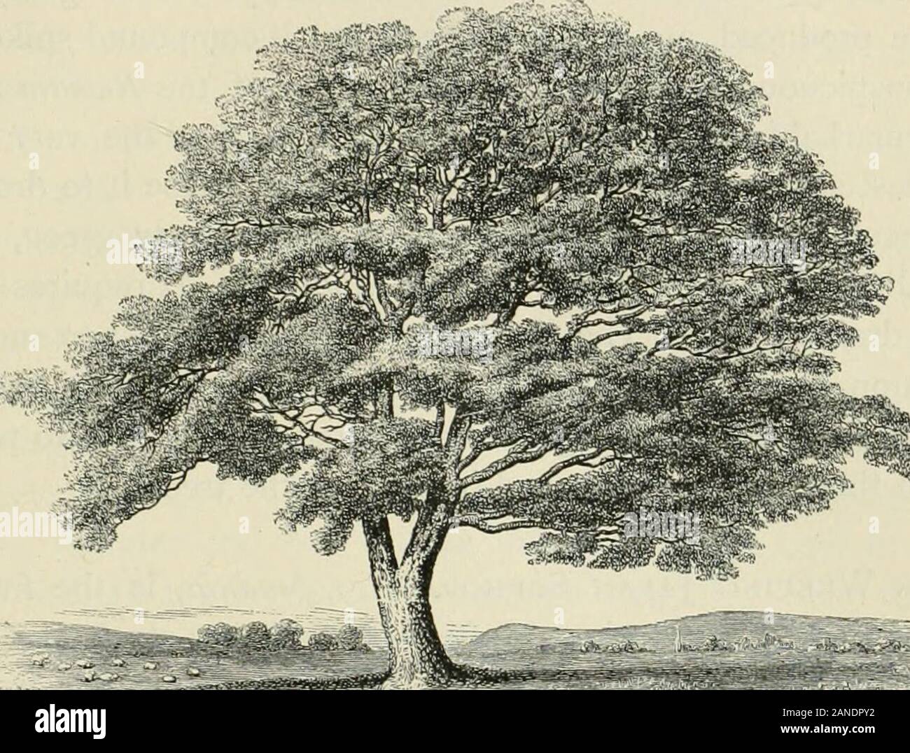 Beautiful Drawings Of Trees