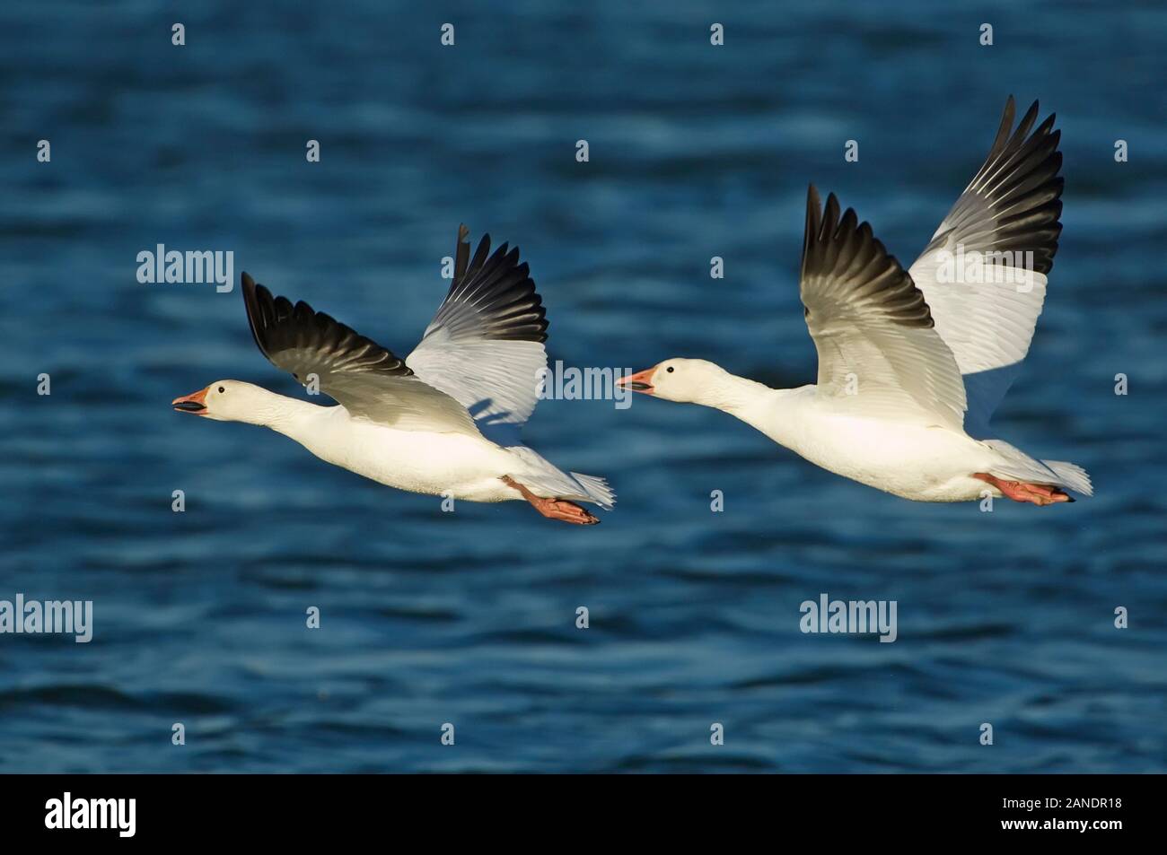 Geese flying over pond hi-res stock photography and images - Alamy