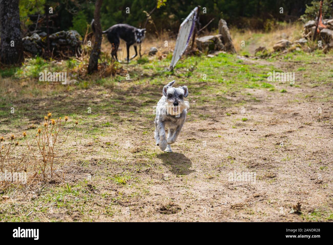 Miniature schnauzer dog running outside hi-res stock photography and ...