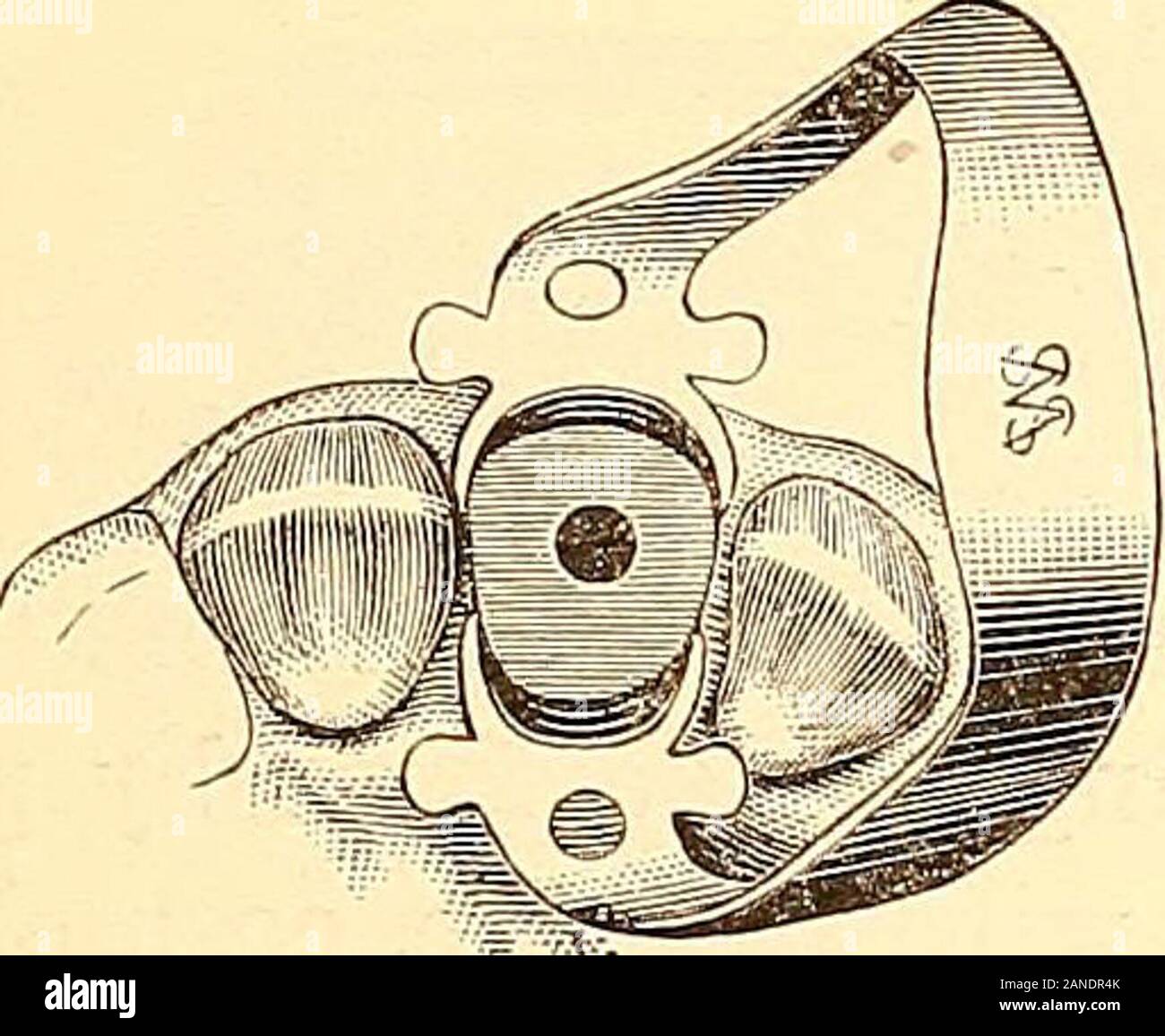 Principles and practice of operative dentistry . Ivorys clamps. and ...