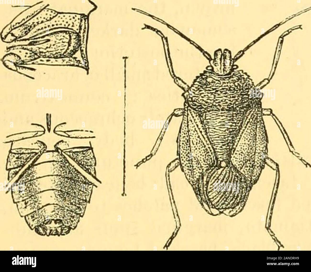 Apical membrane hi-res stock photography and images - Alamy