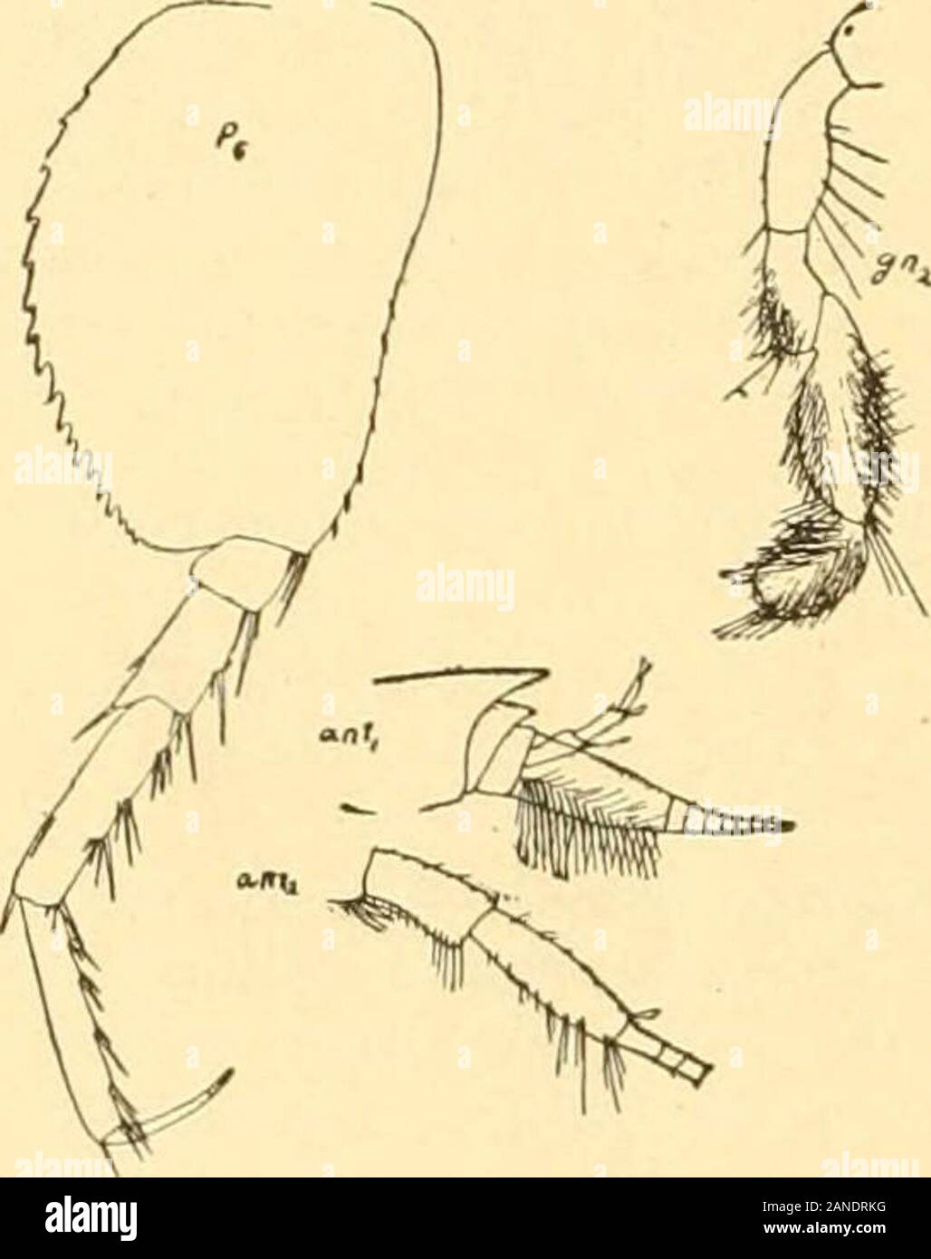 Four thirds of the length hi-res stock photography and images - Alamy