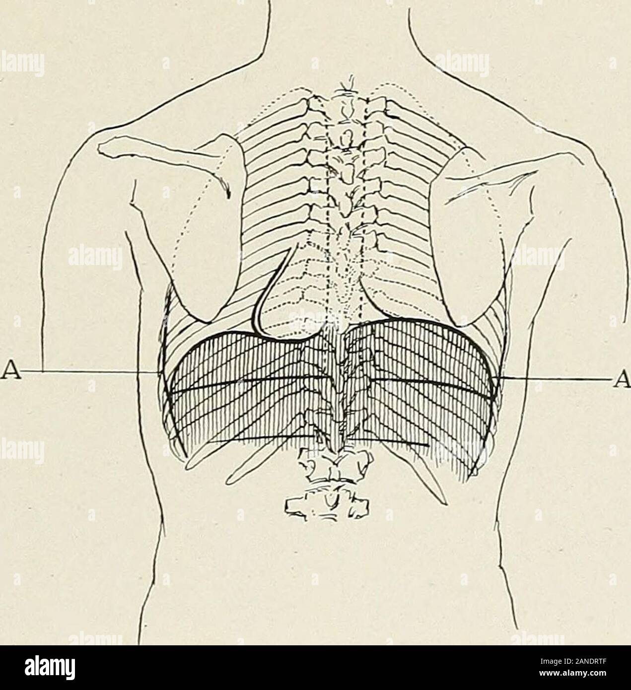 Diseases of the chest and the principles of physical diagnosis . ces ...