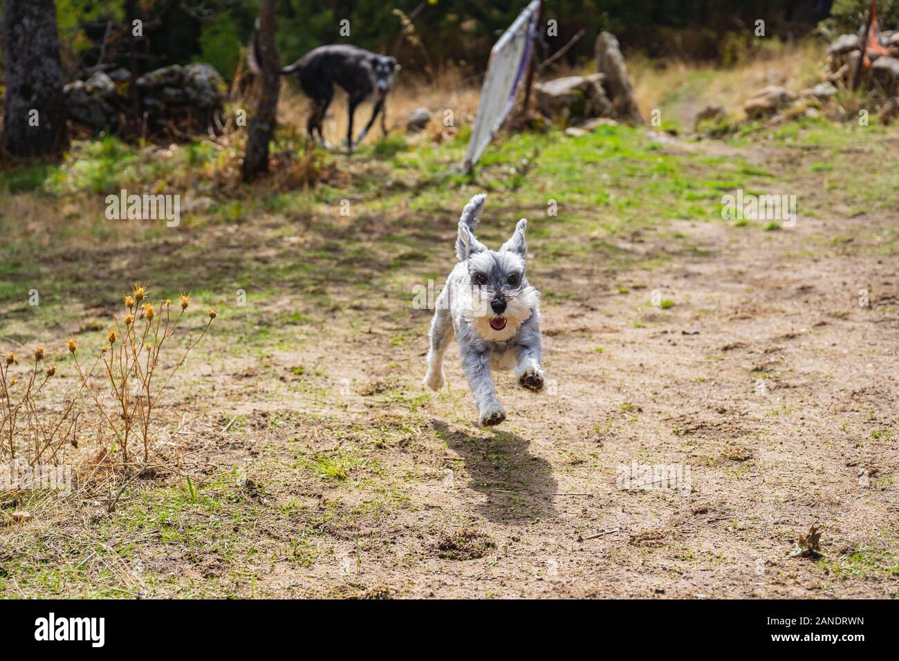 Miniature schnauzer dog running outside hi-res stock photography and ...