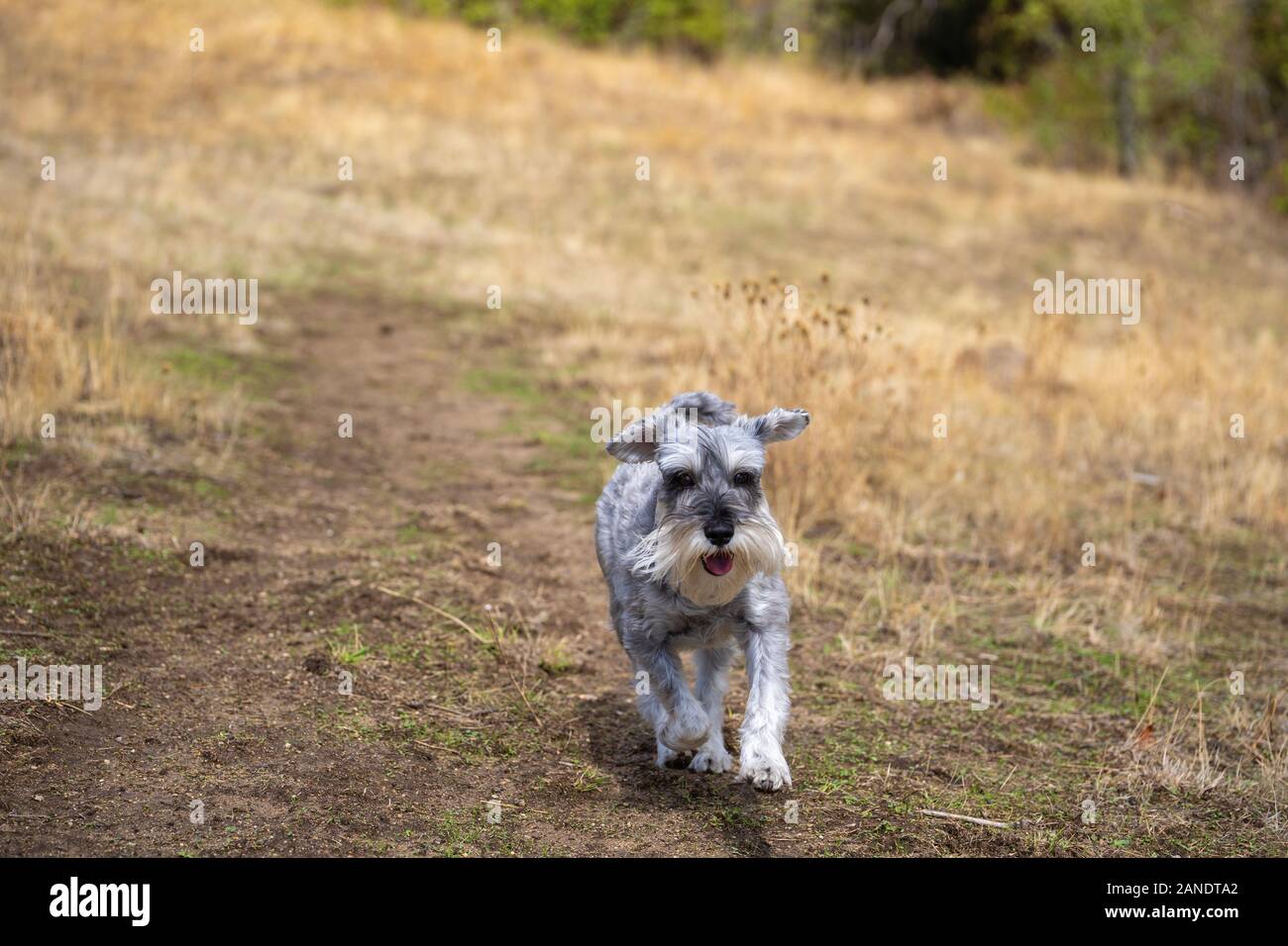 Miniature schnauzer dog running outside hi-res stock photography and ...