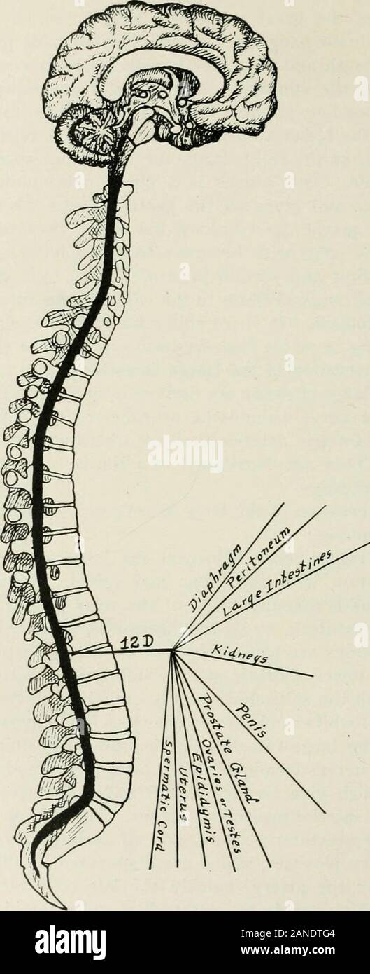 White Rami Communicantes