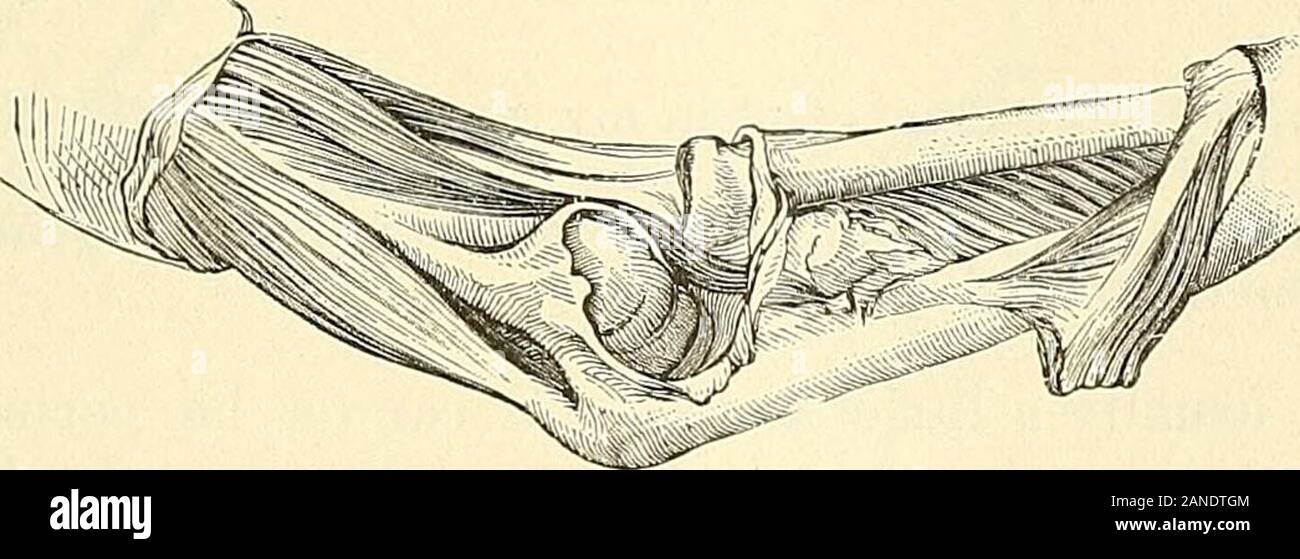 Annular ligament of radius hi-res stock photography and images - Alamy