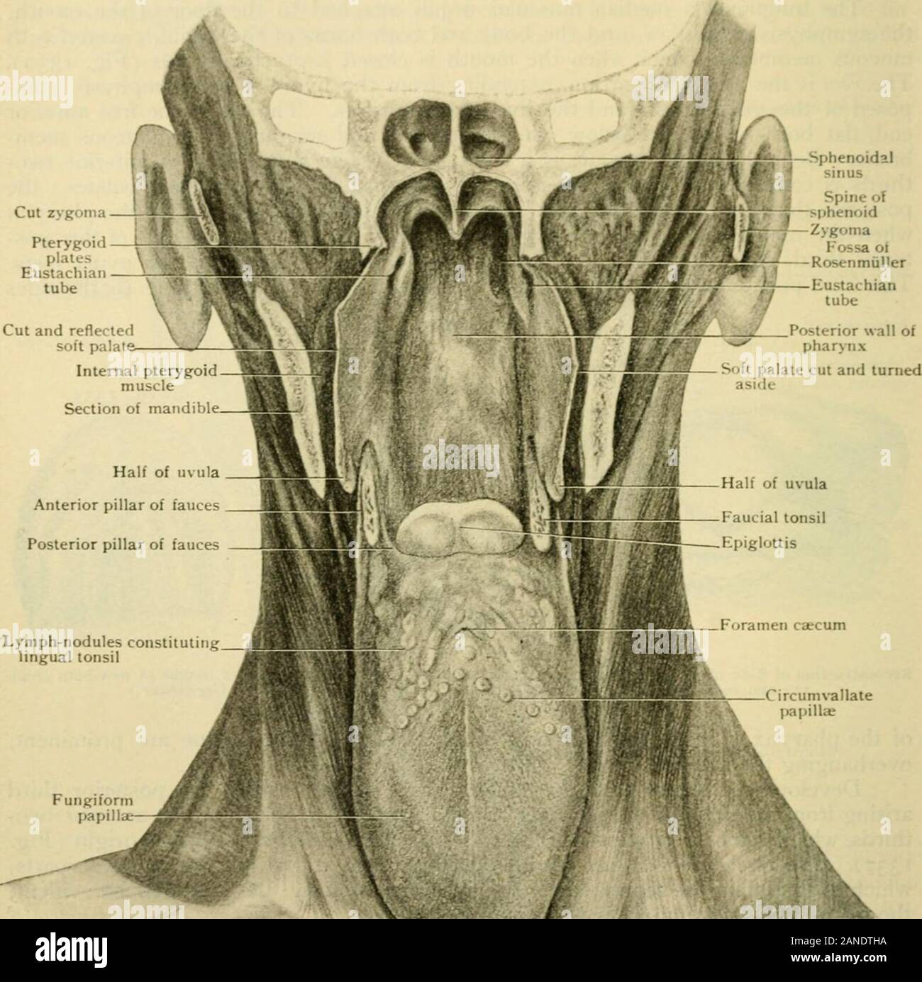 Underside Tongue Anatomy