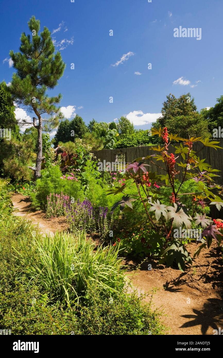 Brown dirt path through borders planted with Miscanthus - Ornamental ...