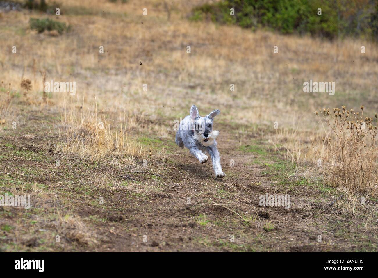 Miniature schnauzer dog running outside hi-res stock photography and ...