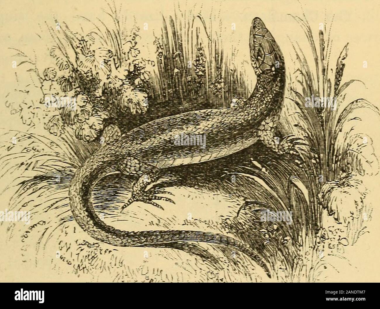 Gazing snake hi-res stock photography and images - Alamy