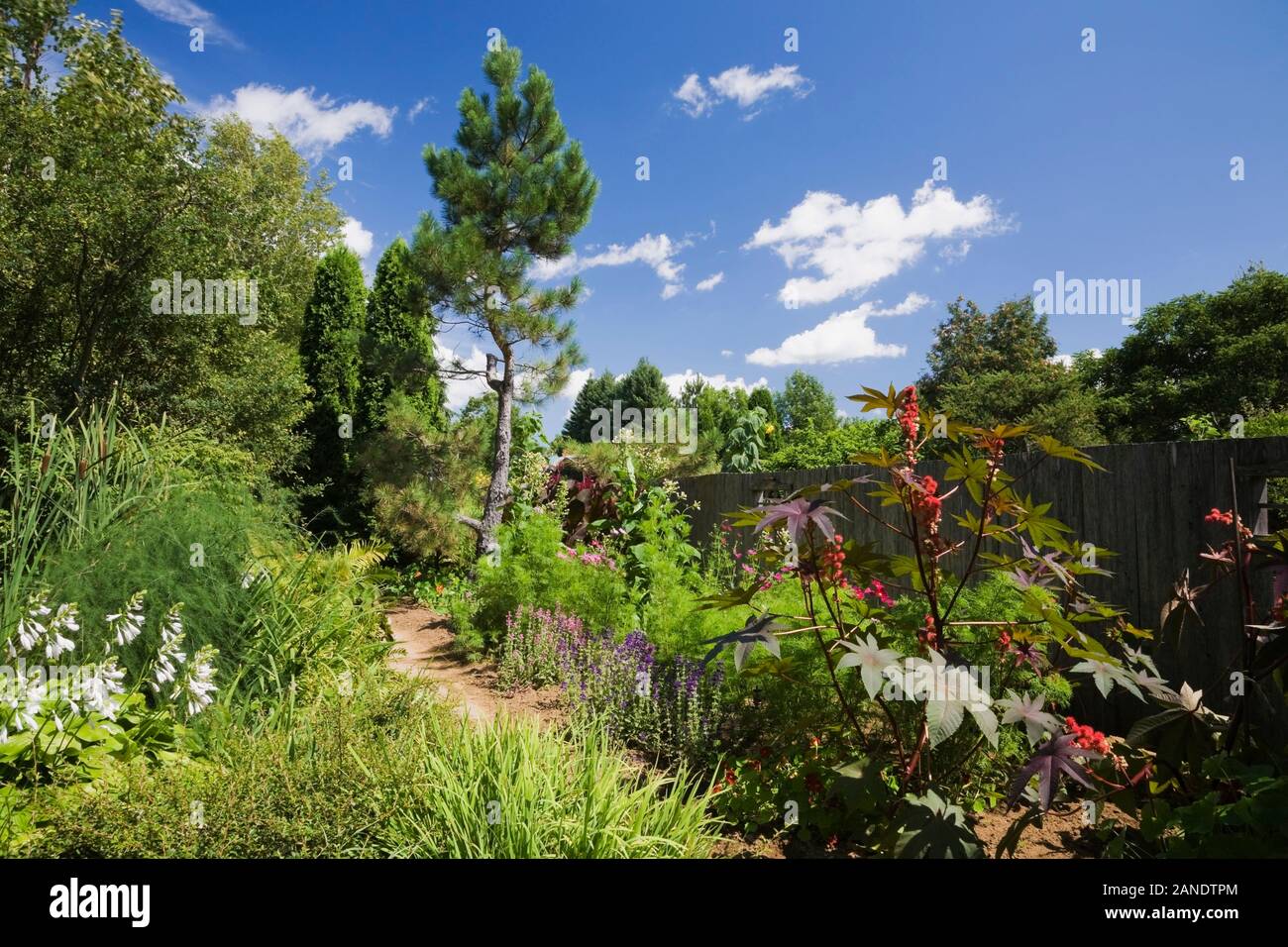 Dirt path through borders planted with Hosta, Miscanthus - Ornamental ...