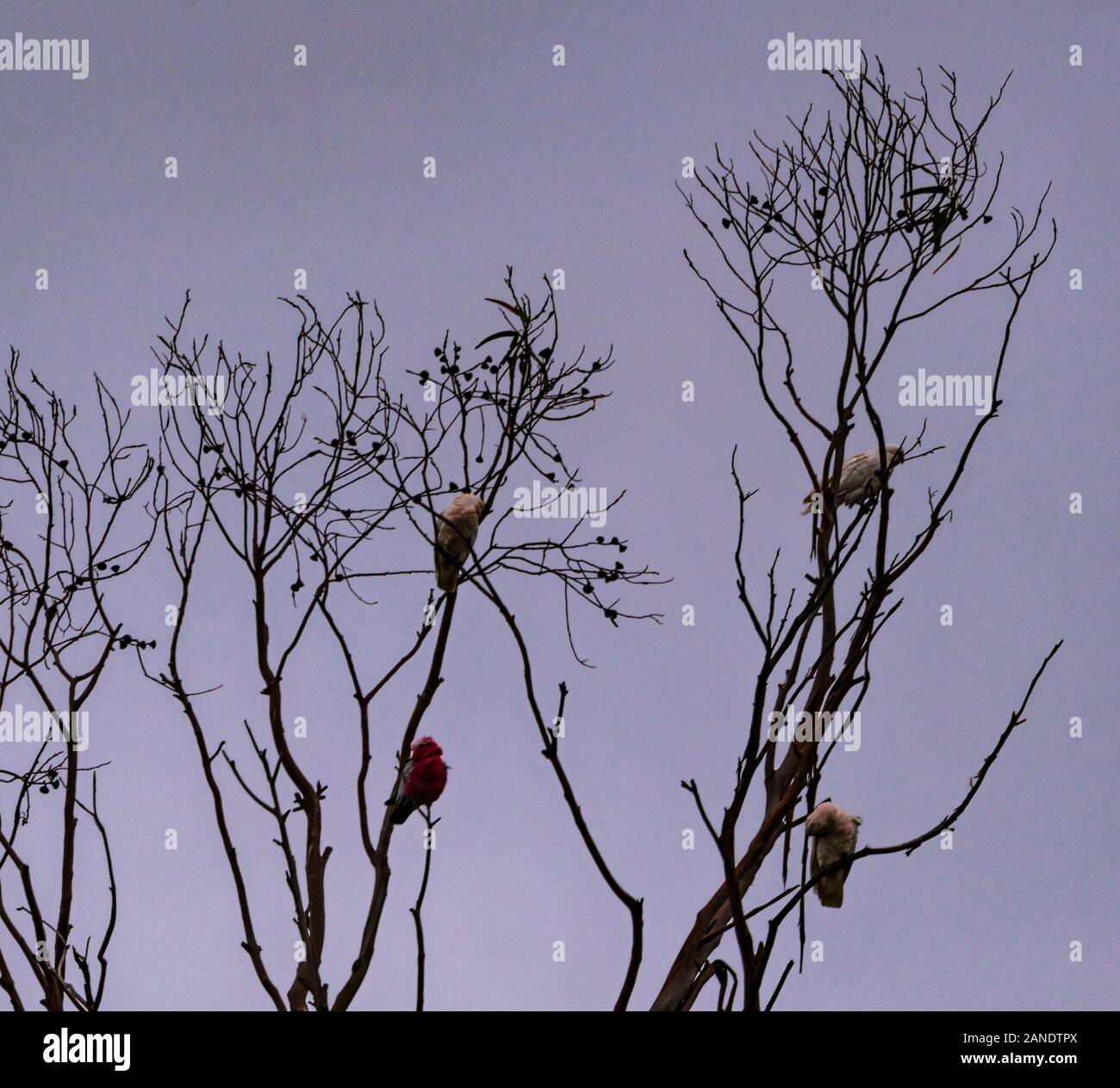 birds in the tree Stock Photo - Alamy