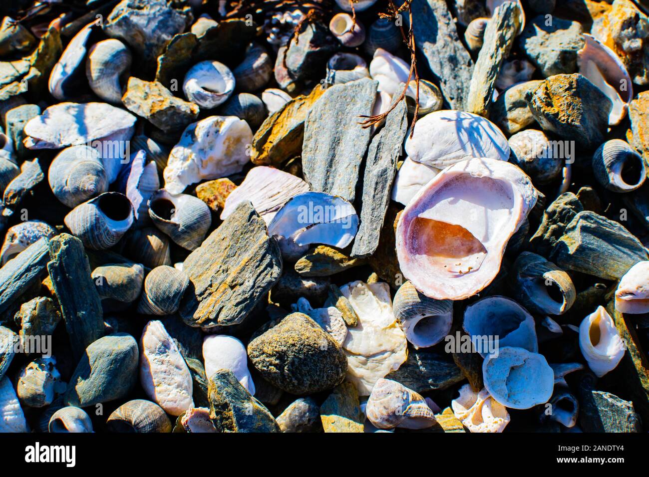 A variety of mollusk shells and stones by the shore Stock Photo - Alamy
