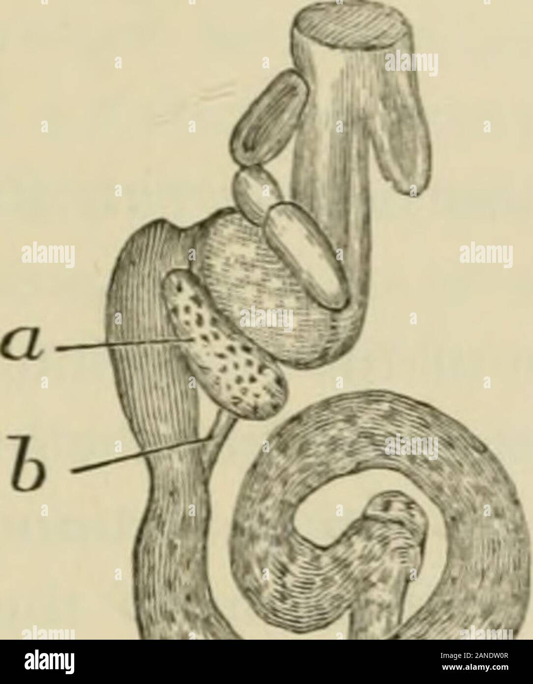 Corresponding larvae hi-res stock photography and images - Alamy