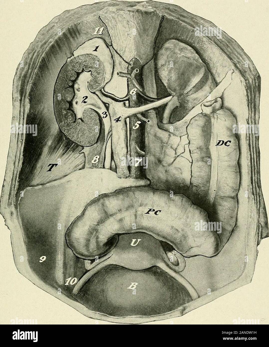 A text-book of clinical anatomy : for students and practitioners . er ...