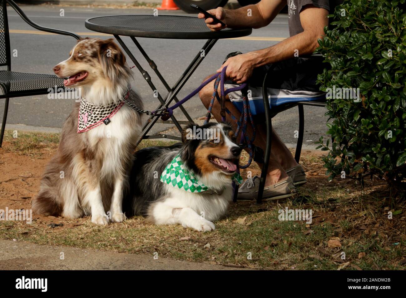 Two Dogs with Owner at Sidewalk Cafe Stock Photo - Alamy