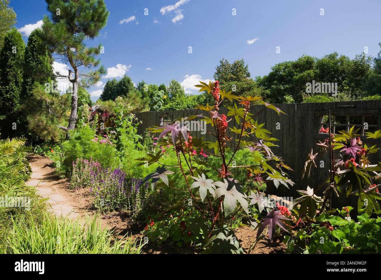 Dirt path through borders planted with Miscanthus - Ornamental Grass ...