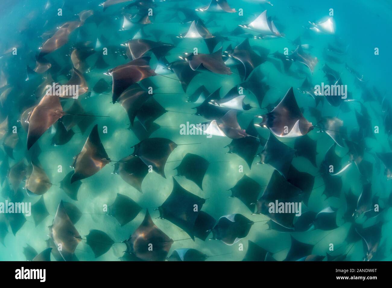 Munk's devil rays, mobula munkiana, swimming in shallow waters during ...