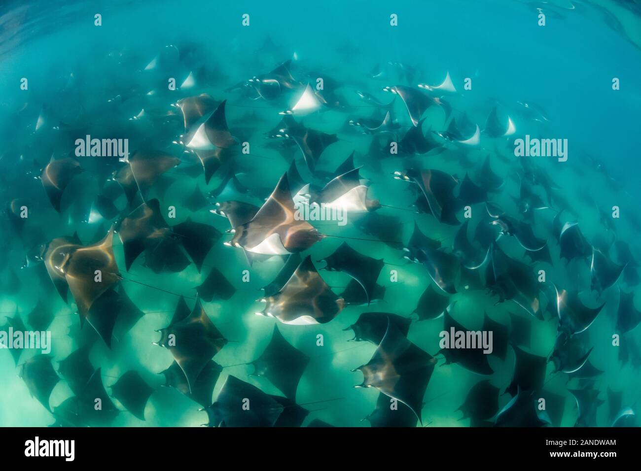 Munk's devil rays, mobula munkiana, swimming in shallow waters during ...