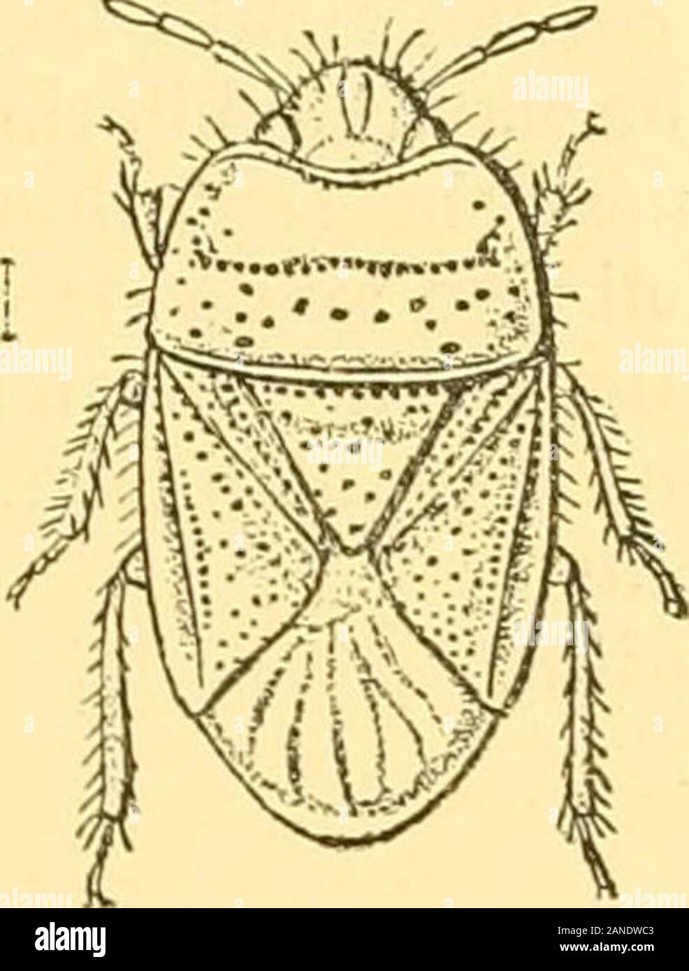 Levigate High Resolution Stock Photography and Images - Alamy