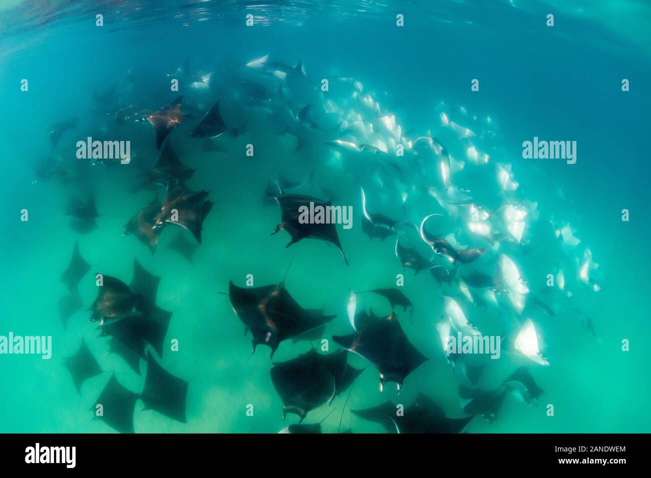 Munk's devil rays, mobula munkiana, swimming in shallow waters during ...