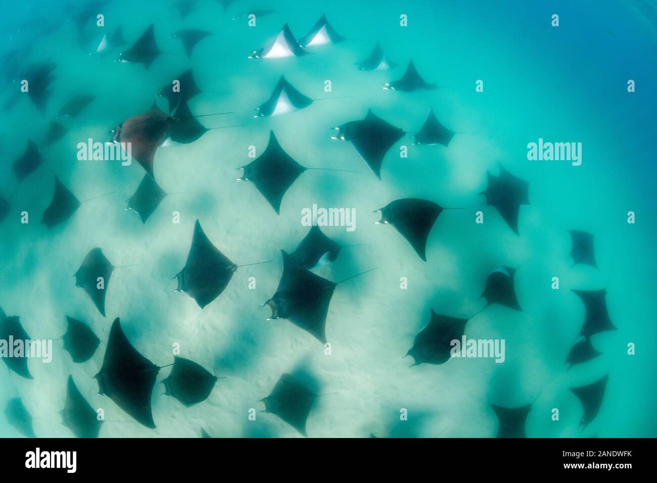 Munk's devil rays, mobula munkiana, swimming in shallow waters during ...