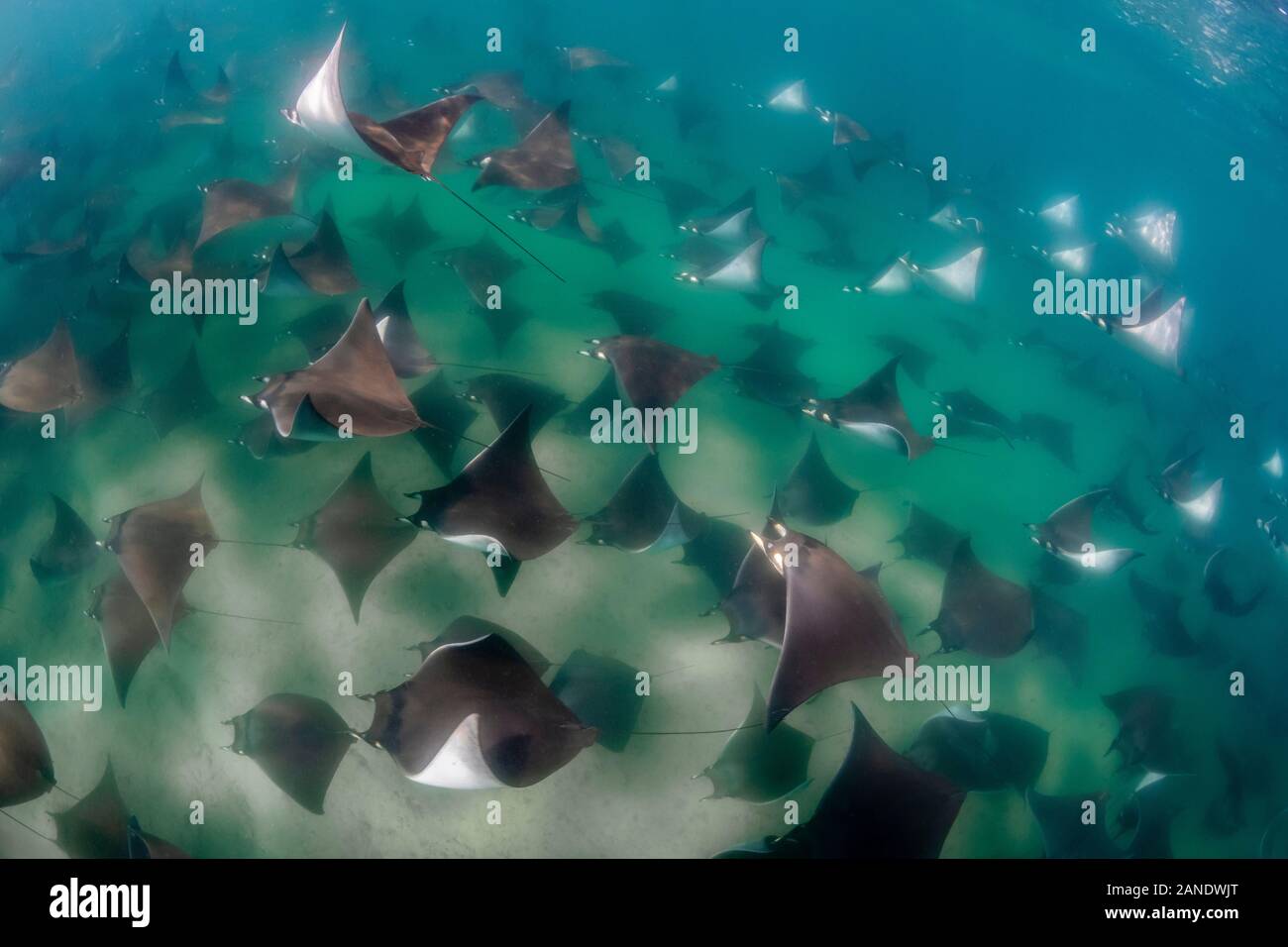 Munk's devil rays, mobula munkiana, swimming in shallow waters during ...
