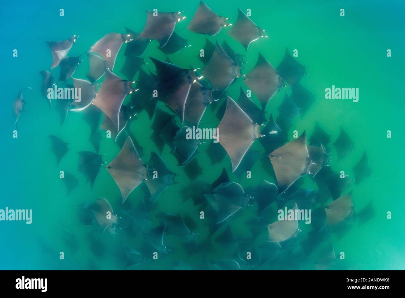 Munk's devil rays, mobula munkiana, swimming in shallow waters during ...