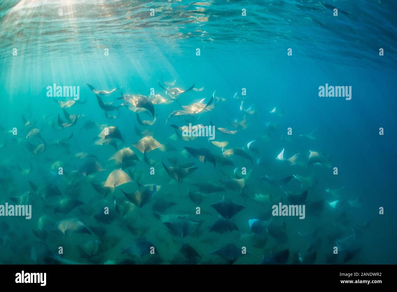 large school of Munk's Devil Rays, mobula munkiana, Cabo San Lucus ...