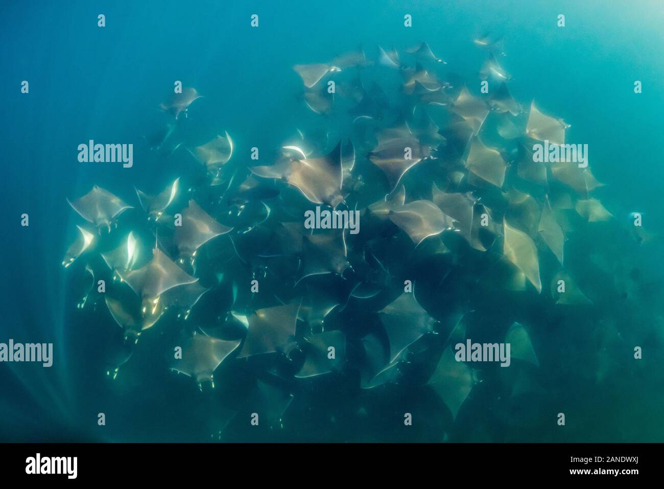 Munks pygmy devil rays hi-res stock photography and images - Alamy