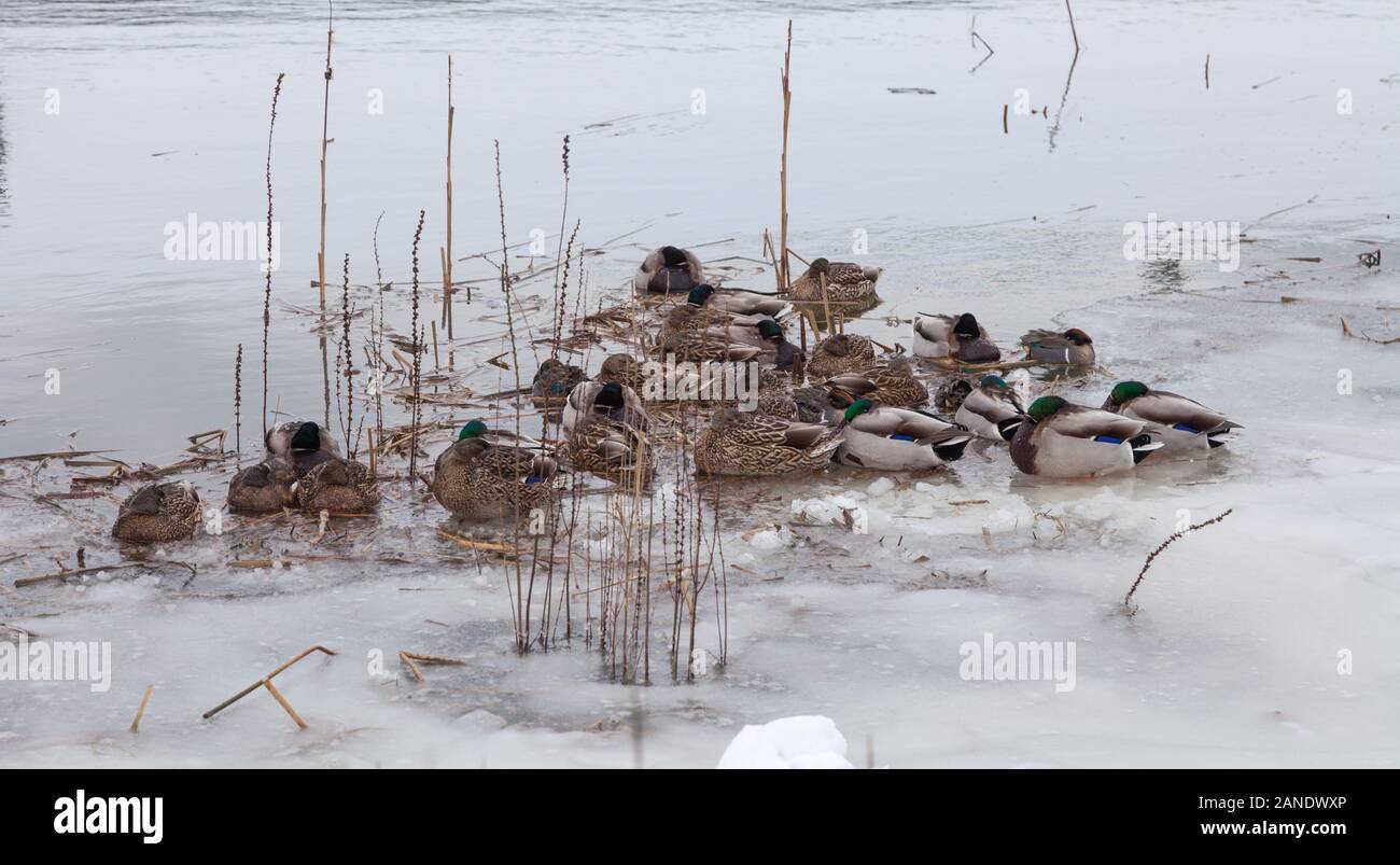 Mallard ducks collecting as a group to shelter from extreme cold on ...