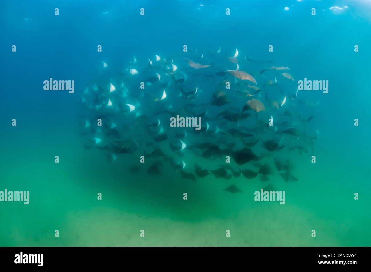 Munk's devil rays, mobula munkiana, swimming in shallow waters during ...