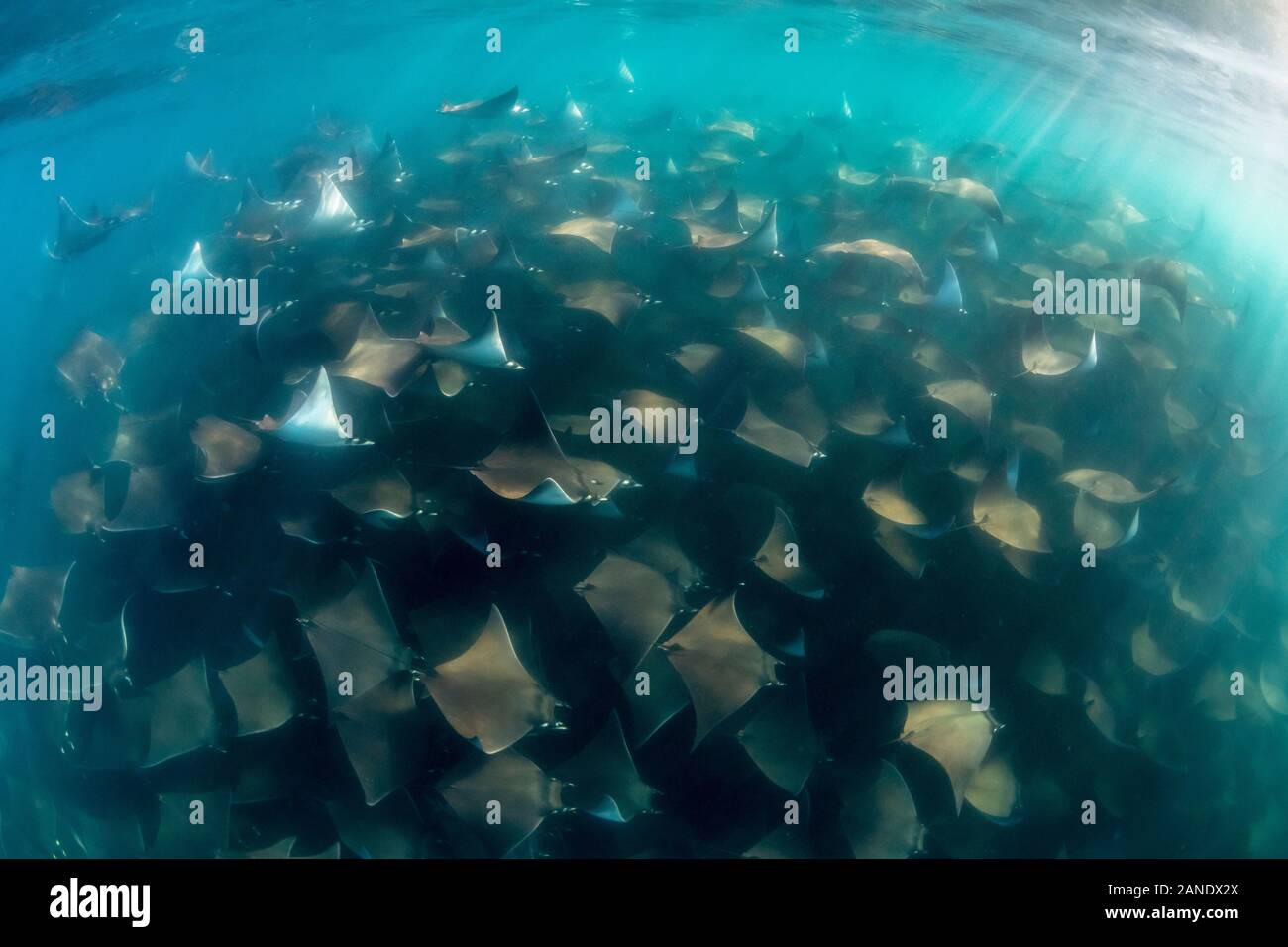 Munks Pygmy Devil Rays High Resolution Stock Photography and Images - Alamy