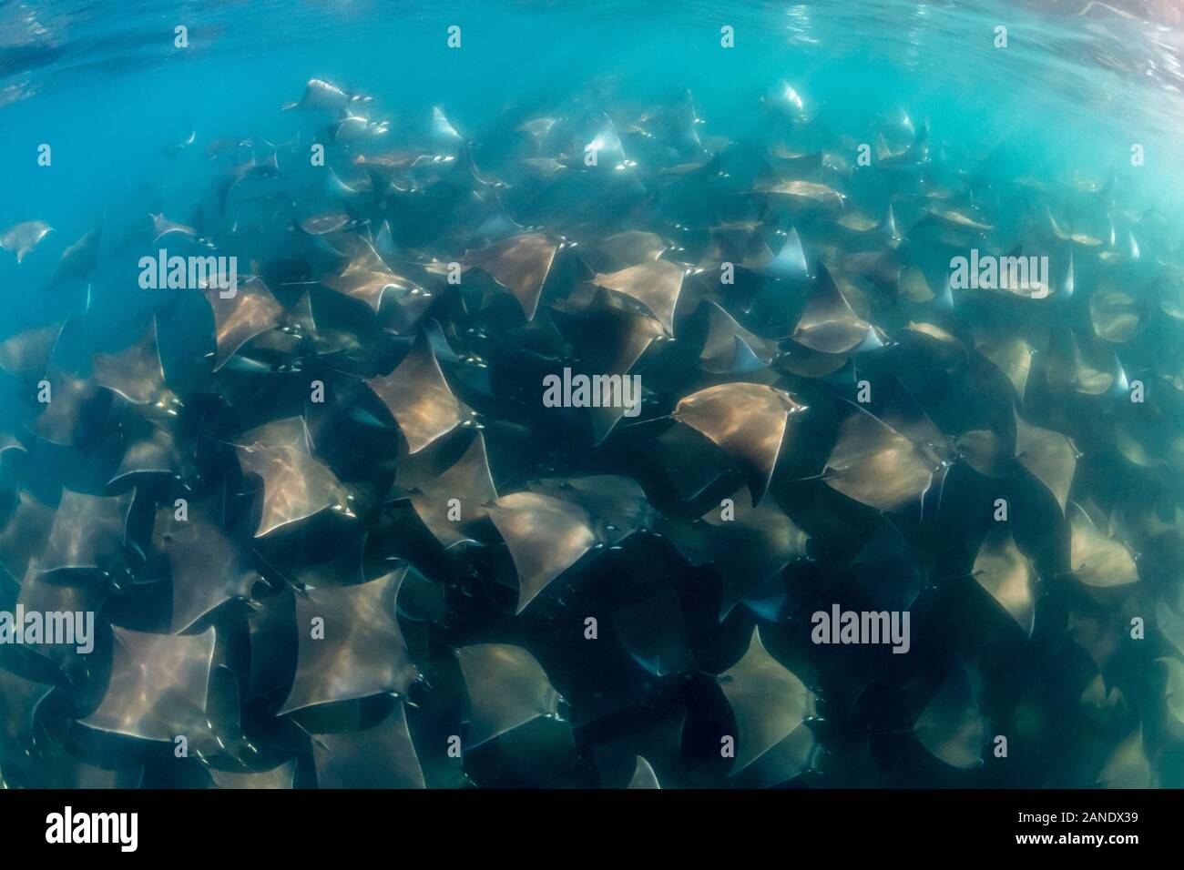 Mobula rays baja hi-res stock photography and images - Alamy