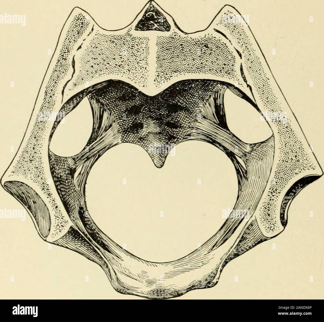 A textbook of obstetrics . esare united by a triradiate cartilage in ...