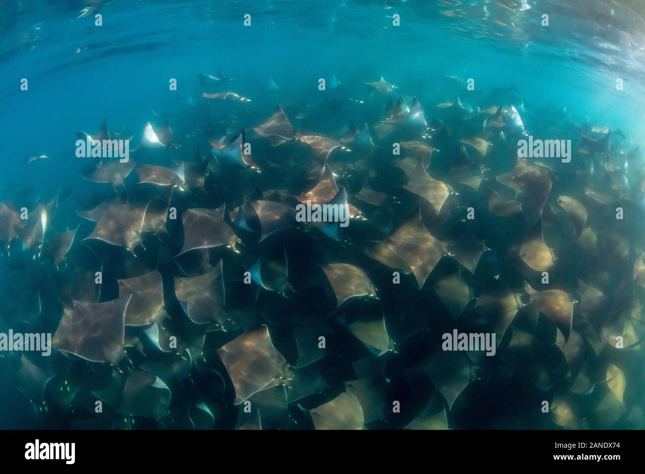 Mobula rays baja hi-res stock photography and images - Alamy