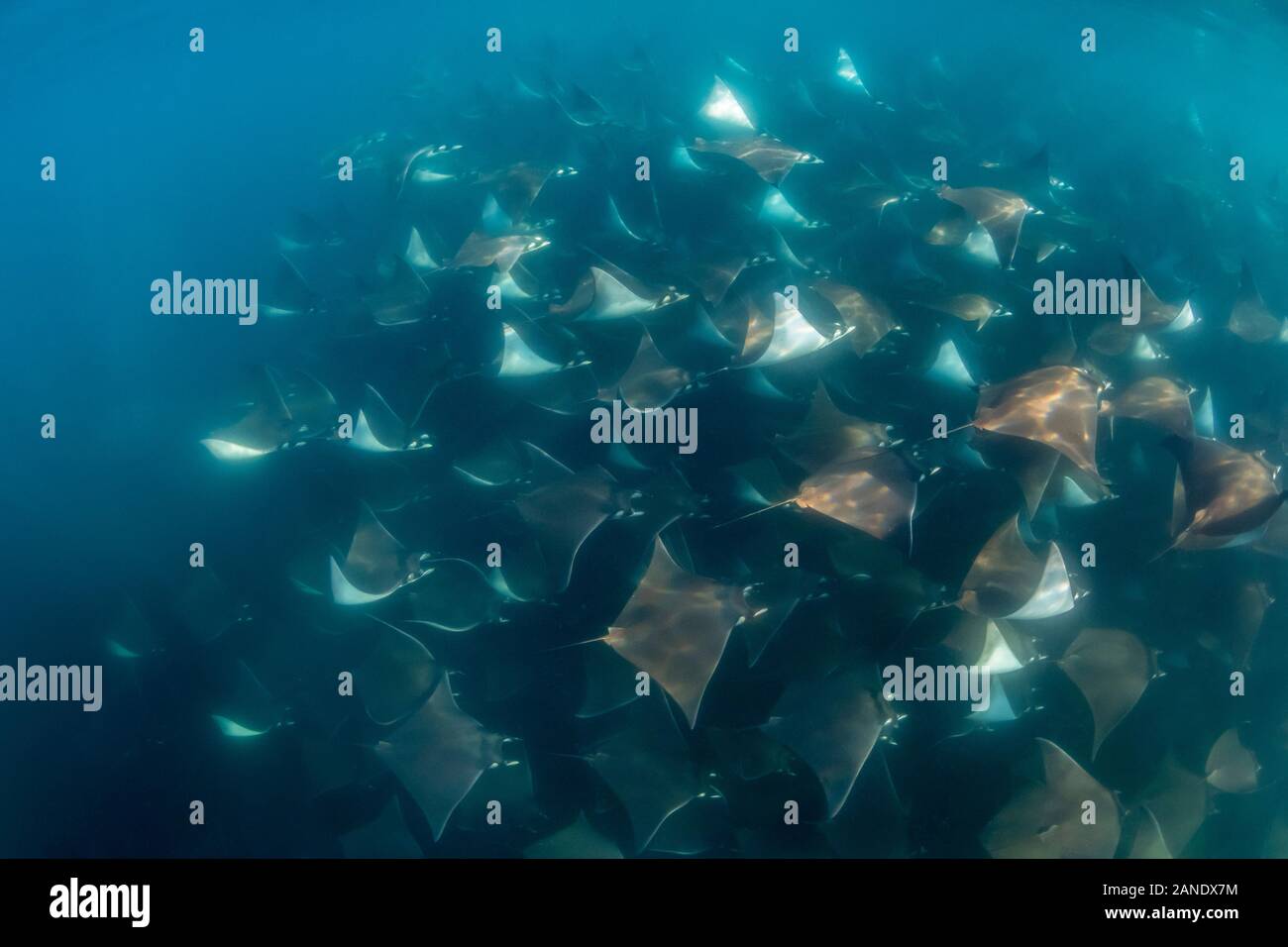 Munk's devil rays, mobula munkiana, during the annual migration/feeding ...